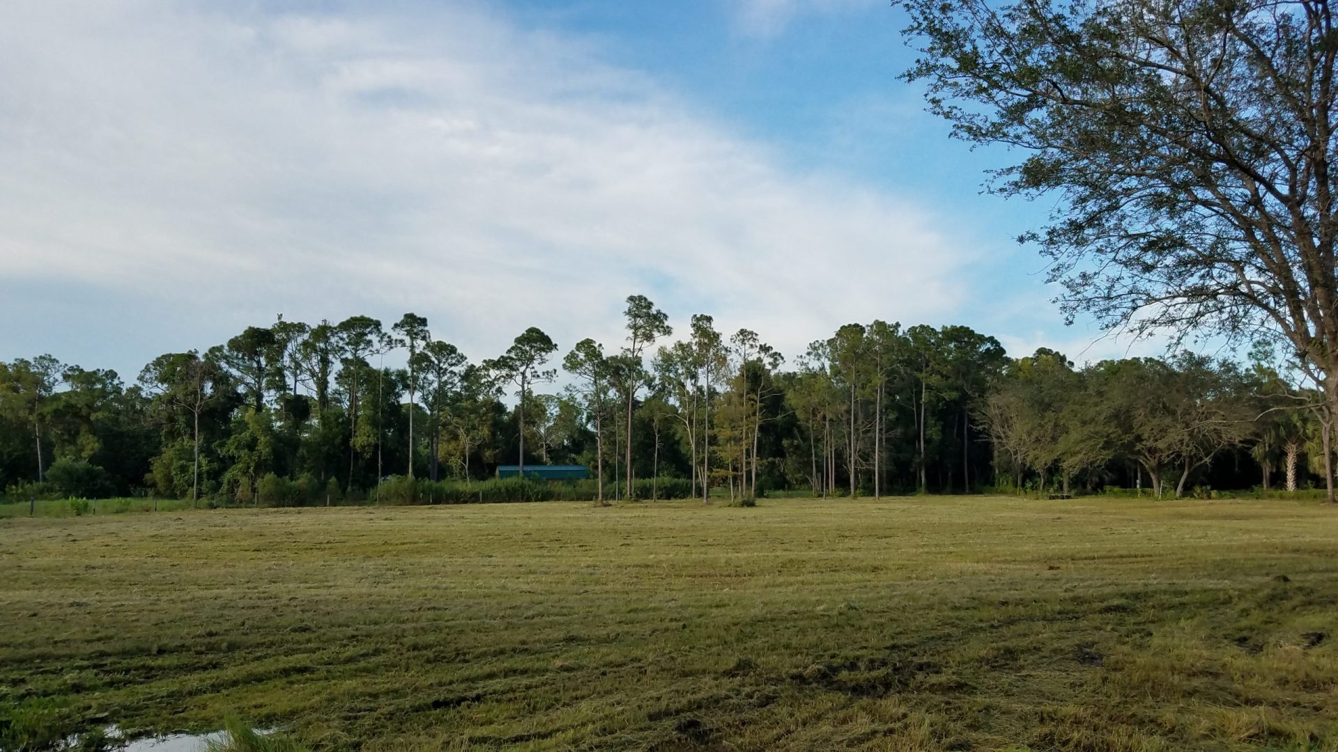 Brush Cutter – Jupiter Ground Service